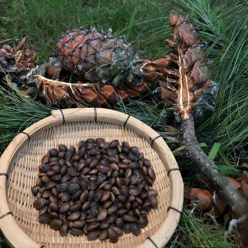 生松子多少钱一斤_生松子价格行情-第2张图片-山城妙识