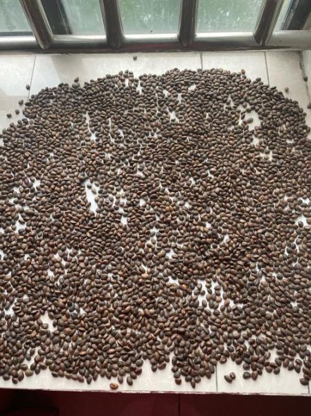 生松子多少钱一斤_生松子价格行情-第1张图片-山城妙识