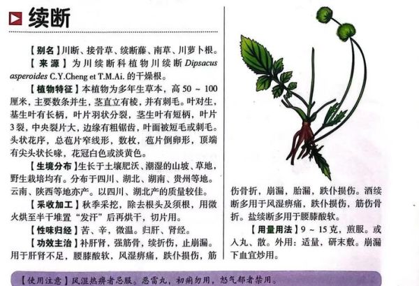 川断别名是什么_川断与续断区别在哪-第2张图片-山城妙识