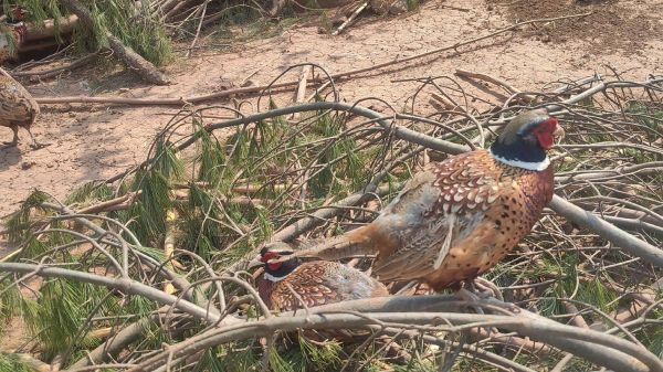 野山鸡养殖技术视频_野山鸡怎么养-第2张图片-山城妙识