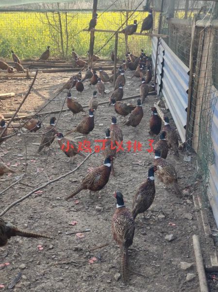 野山鸡养殖技术视频_野山鸡怎么养-第3张图片-山城妙识