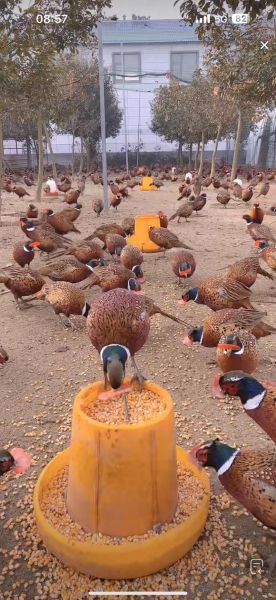 野山鸡养殖技术视频_野山鸡怎么养-第1张图片-山城妙识