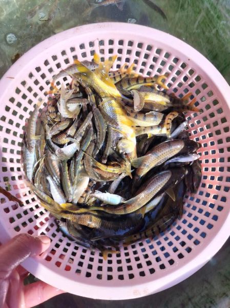 溪流石斑鱼怎么养_溪流石斑鱼吃什么-第2张图片-山城妙识