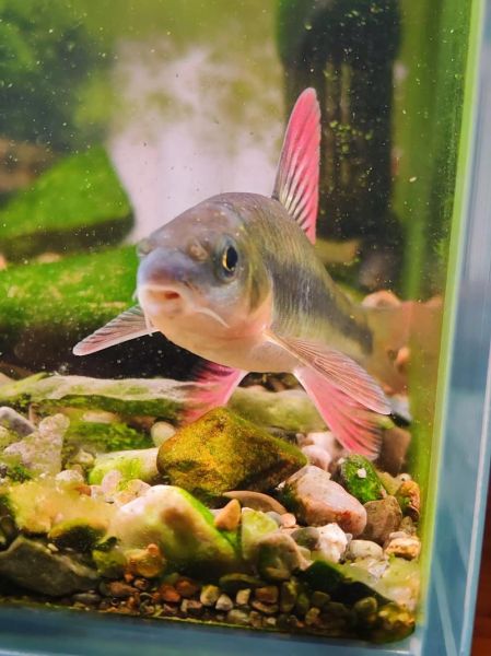 溪流石斑鱼怎么养_溪流石斑鱼吃什么-第3张图片-山城妙识