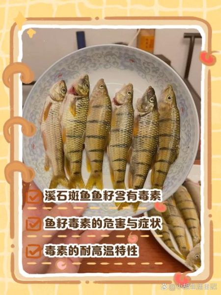 溪流石斑鱼怎么养_溪流石斑鱼吃什么-第1张图片-山城妙识