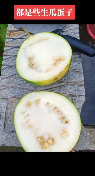 生瓜蛋子怎么挑选_生瓜蛋子怎么保存-第1张图片-山城妙识