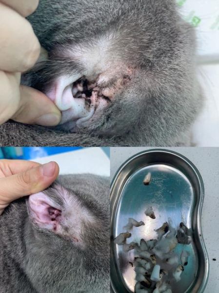 猫耳螨早期症状图片_猫耳螨初期怎么判断-第1张图片-山城妙识