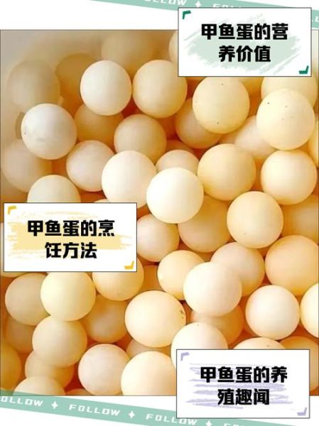 甲鱼蛋的功效与作用_甲鱼蛋怎么吃最营养-第1张图片-山城妙识