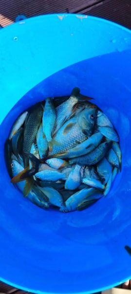 炸鱼汤怎么做_炸鱼汤的做法大全-第3张图片-山城妙识