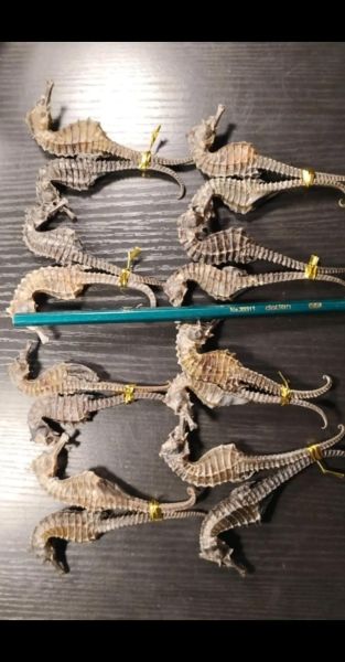 海马多少钱一斤_干海马价格表-第1张图片-山城妙识