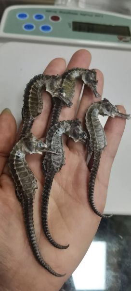 海马多少钱一斤_干海马价格表-第2张图片-山城妙识