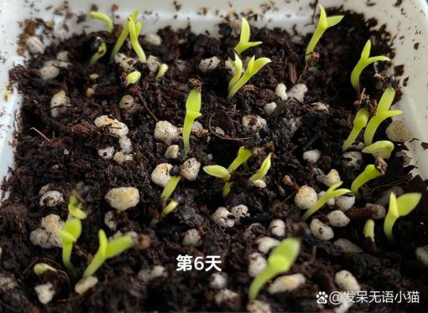 火龙果种子怎么种_火龙果种子几天发芽-第1张图片-山城妙识