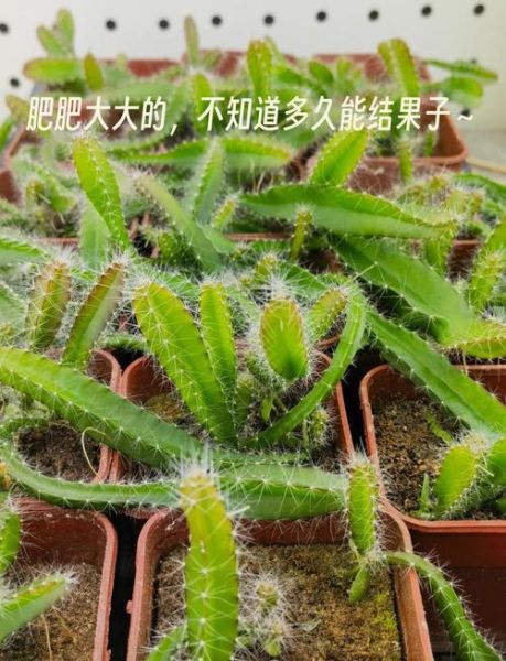 火龙果种子怎么种_火龙果种子几天发芽-第2张图片-山城妙识