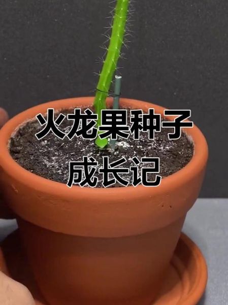 火龙果种子怎么种_火龙果种子几天发芽-第3张图片-山城妙识
