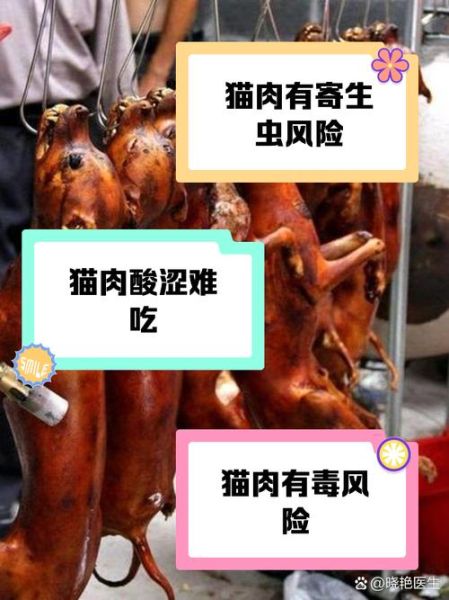猫肉的功效与作用_猫肉能不能吃-第2张图片-山城妙识