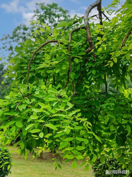 龙爪槐图片_如何识别龙爪槐-第3张图片-山城妙识