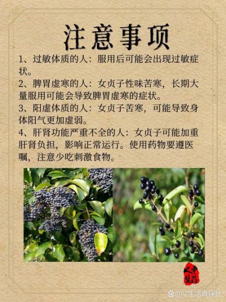 女贞子能提高性功能吗_女贞子怎么吃效果最好-第2张图片-山城妙识