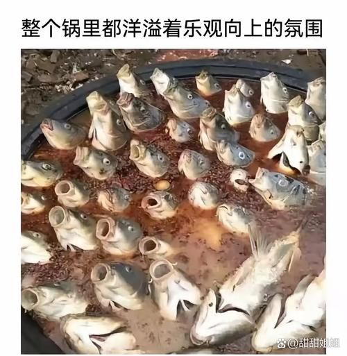 乌鸡鲅鱼下一句是什么_网络流行语完整版-第2张图片-山城妙识