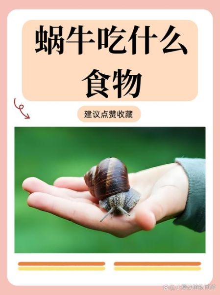 蜗牛吃什么_怎么养-第2张图片-山城妙识