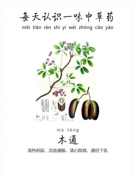 木通的功效与作用及禁忌_哪些人不能吃木通-第2张图片-山城妙识