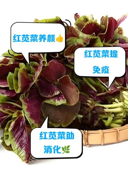 红叶苋菜怎么做好吃_红叶苋菜的营养价值-第2张图片-山城妙识 红叶苋菜怎么做好吃_红叶苋菜的营养价值-第2张图片-山城妙识