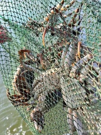 阳澄湖大闸蟹产地在哪里_正宗阳澄湖大闸蟹怎么辨别-第2张图片-山城妙识