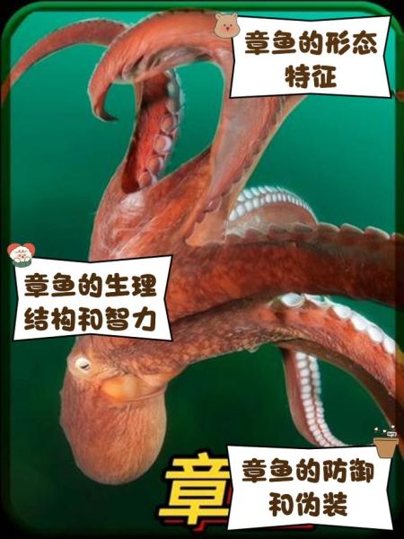 章鱼智商相当于人几岁_章鱼有多聪明-第1张图片-山城妙识 章鱼智商相当于人几岁_章鱼有多聪明-第1张图片-山城妙识