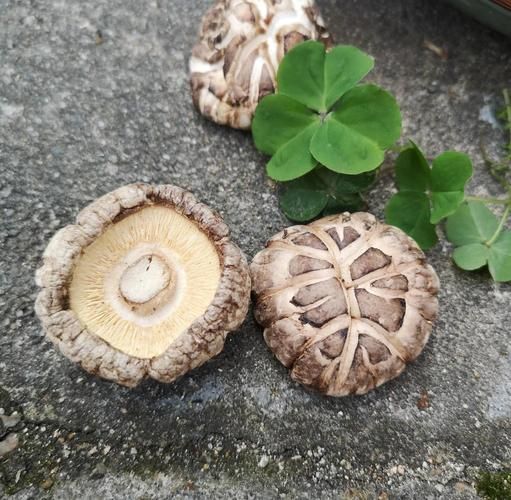 花菇泡发要多久_花菇怎么泡发才快-第3张图片-山城妙识 花菇泡发要多久_花菇怎么泡发才快-第3张图片-山城妙识