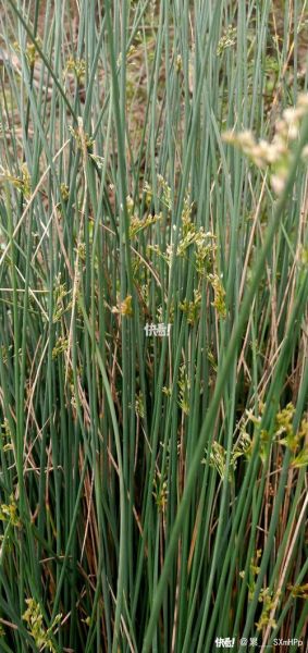 灯芯草的功效与作用_灯芯草可以天天喝吗-第2张图片-山城妙识 灯芯草的功效与作用_灯芯草可以天天喝吗-第2张图片-山城妙识