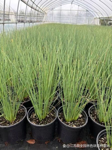 灯芯草的功效与作用_灯芯草可以天天喝吗-第3张图片-山城妙识 灯芯草的功效与作用_灯芯草可以天天喝吗-第3张图片-山城妙识