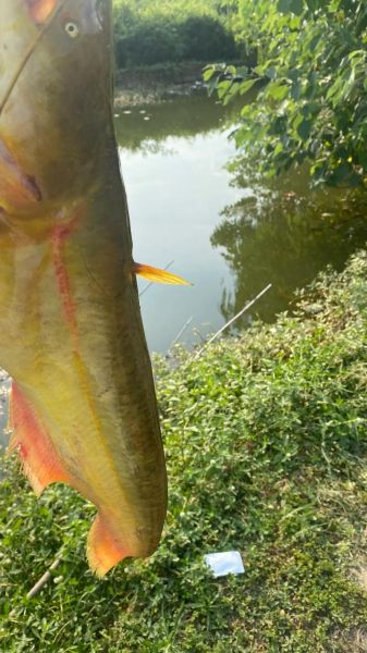 大口鲶鱼图片怎么拍_大口鲶鱼高清图哪里找-第3张图片-山城妙识