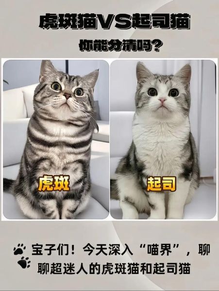 起司猫和虎斑猫的区别_如何一眼分辨-第1张图片-山城妙识