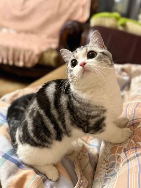 起司猫和虎斑猫的区别_如何一眼分辨-第3张图片-山城妙识