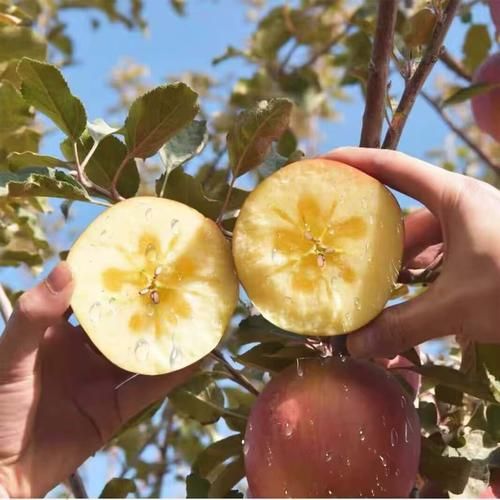 冰糖心苹果产地在哪里_正宗新疆阿克苏-第2张图片-山城妙识