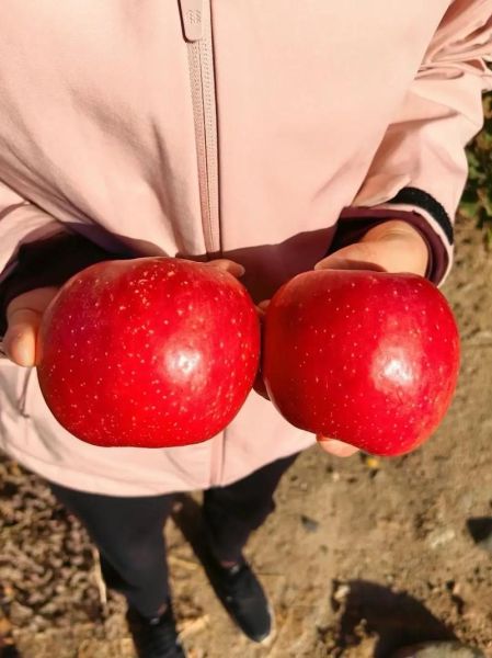 冰糖心苹果产地在哪里_正宗新疆阿克苏-第3张图片-山城妙识