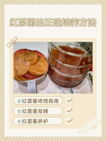 红茶菌的功效与作用及食用方法_怎么喝才有效-第1张图片-山城妙识 红茶菌的功效与作用及食用方法_怎么喝才有效-第1张图片-山城妙识