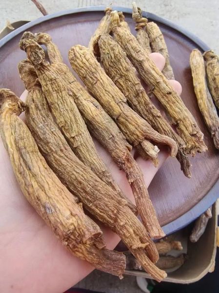 高丽参图片大全大图_如何辨别真假-第3张图片-山城妙识