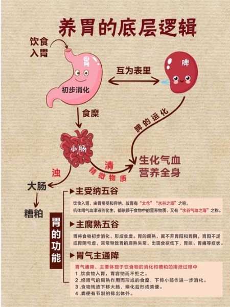 怎样养胃护胃该吃哪些食物_胃不好吃什么养胃-第1张图片-山城妙识 怎样养胃护胃该吃哪些食物_胃不好吃什么养胃-第1张图片-山城妙识