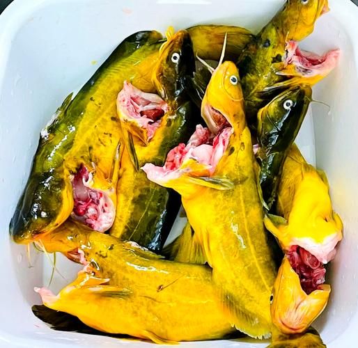 红烧黄骨鱼怎么做好吃_家常做法窍门-第1张图片-山城妙识 红烧黄骨鱼怎么做好吃_家常做法窍门-第1张图片-山城妙识