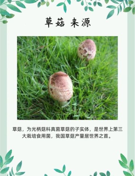 草菇种植培训视频_草菇怎么种才能高产-第1张图片-山城妙识 草菇种植培训视频_草菇怎么种才能高产-第1张图片-山城妙识