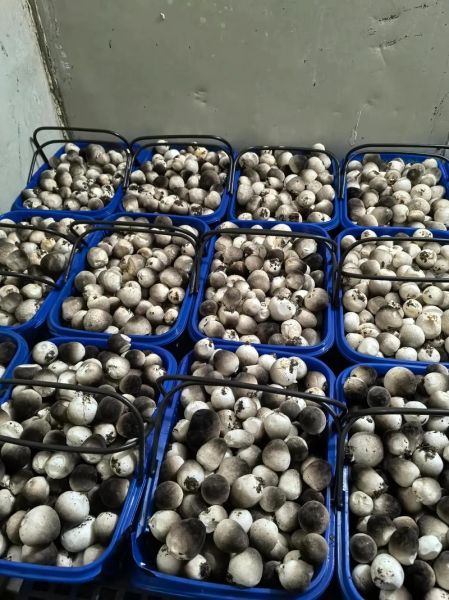 草菇种植培训视频_草菇怎么种才能高产-第2张图片-山城妙识 草菇种植培训视频_草菇怎么种才能高产-第2张图片-山城妙识