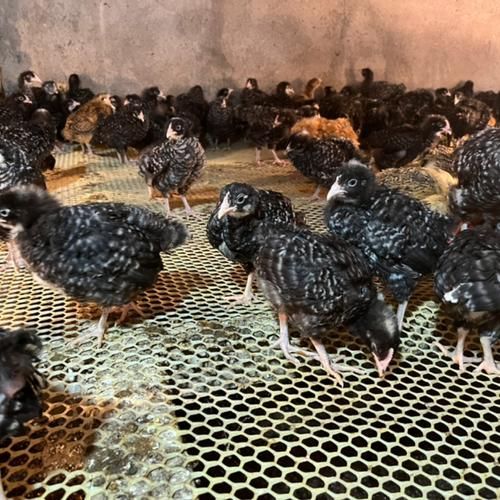 芦花鸡苗批发价格_芦花鸡苗哪里买-第2张图片-山城妙识 芦花鸡苗批发价格_芦花鸡苗哪里买-第2张图片-山城妙识