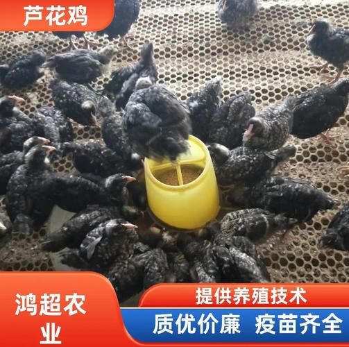 芦花鸡苗批发价格_芦花鸡苗哪里买-第1张图片-山城妙识 芦花鸡苗批发价格_芦花鸡苗哪里买-第1张图片-山城妙识