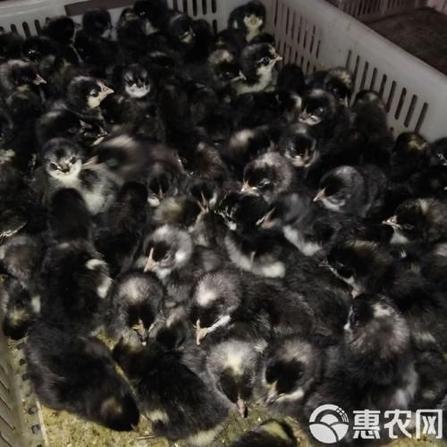 芦花鸡苗批发价格_芦花鸡苗哪里买-第3张图片-山城妙识 芦花鸡苗批发价格_芦花鸡苗哪里买-第3张图片-山城妙识