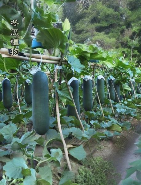 冬瓜仁别名有哪些_冬瓜仁和白瓜子一样吗-第3张图片-山城妙识 冬瓜仁别名有哪些_冬瓜仁和白瓜子一样吗-第3张图片-山城妙识