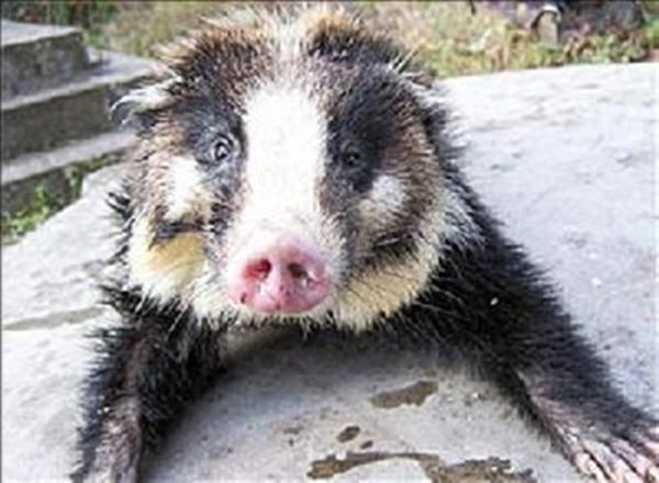 猪獾子长什么样_猪獾子图片哪里找-第1张图片-山城妙识 猪獾子长什么样_猪獾子图片哪里找-第1张图片-山城妙识