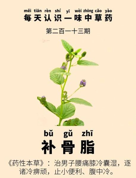 补骨脂的功效与作用_补骨脂的副作用有哪些-第2张图片-山城妙识