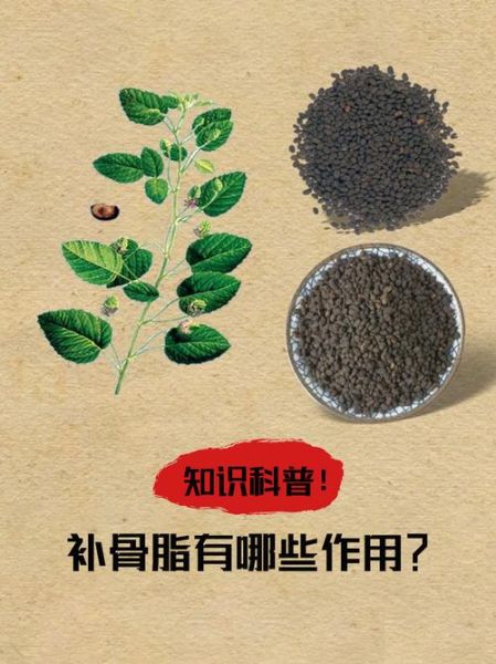 补骨脂的功效与作用_补骨脂的副作用有哪些-第1张图片-山城妙识
