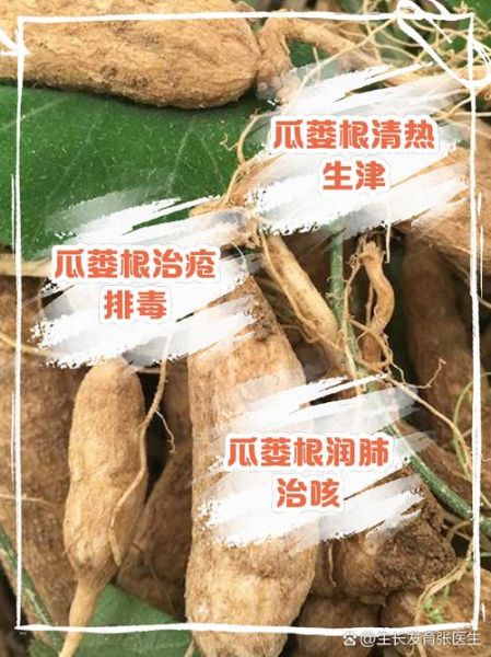 瓜蒌根图片长什么样_瓜蒌根真假怎么辨别-第1张图片-山城妙识 瓜蒌根图片长什么样_瓜蒌根真假怎么辨别-第1张图片-山城妙识