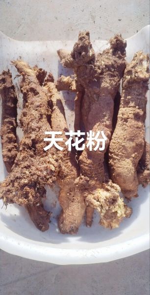 瓜蒌根图片长什么样_瓜蒌根真假怎么辨别-第2张图片-山城妙识 瓜蒌根图片长什么样_瓜蒌根真假怎么辨别-第2张图片-山城妙识